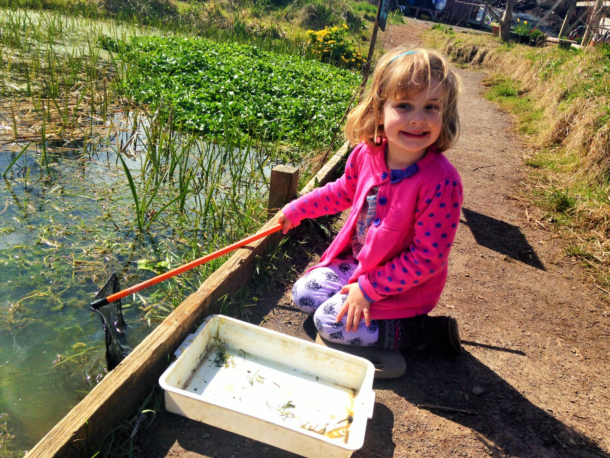 Pond dipping at Golden Hill Community Garden: A host of pond-dwelling ...