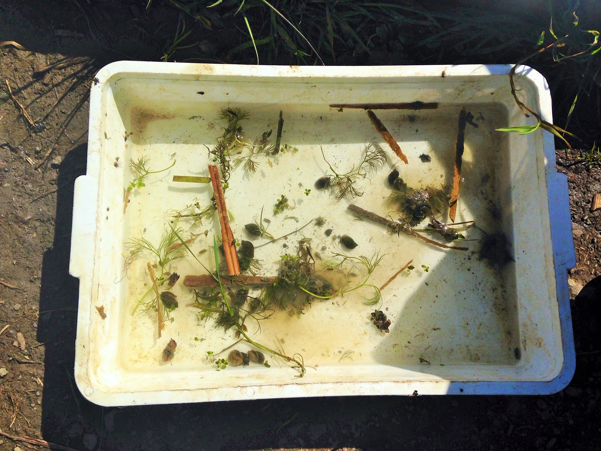 Pond dipping at Golden Hill Community Garden: A host of pond-dwelling ...