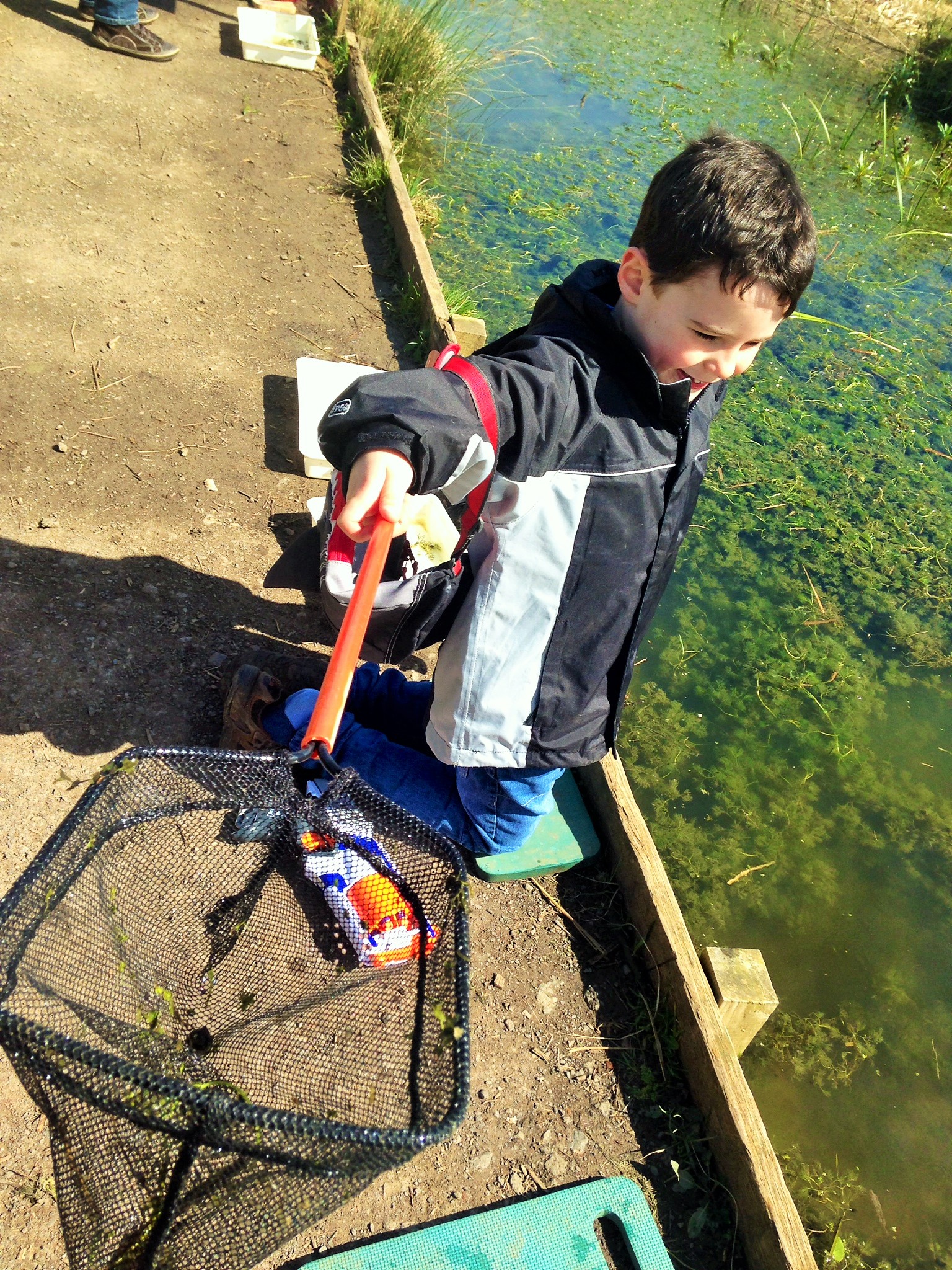 Pond dipping at Golden Hill Community Garden: A host of pond-dwelling ...
